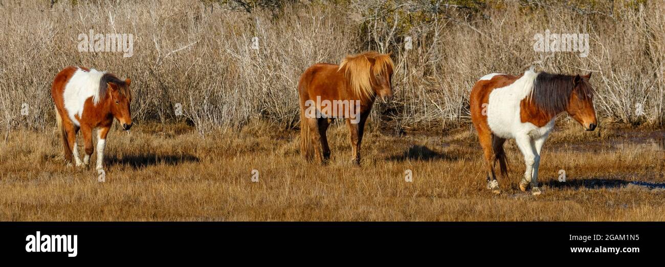 Three wild ponies walking near the Life of the Marsh Nature Trail ...