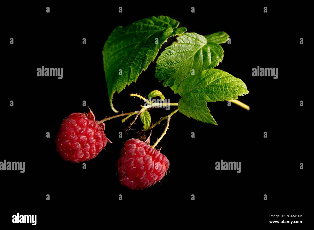 Red ripe raspberries isolated on black background close up. Poster ...