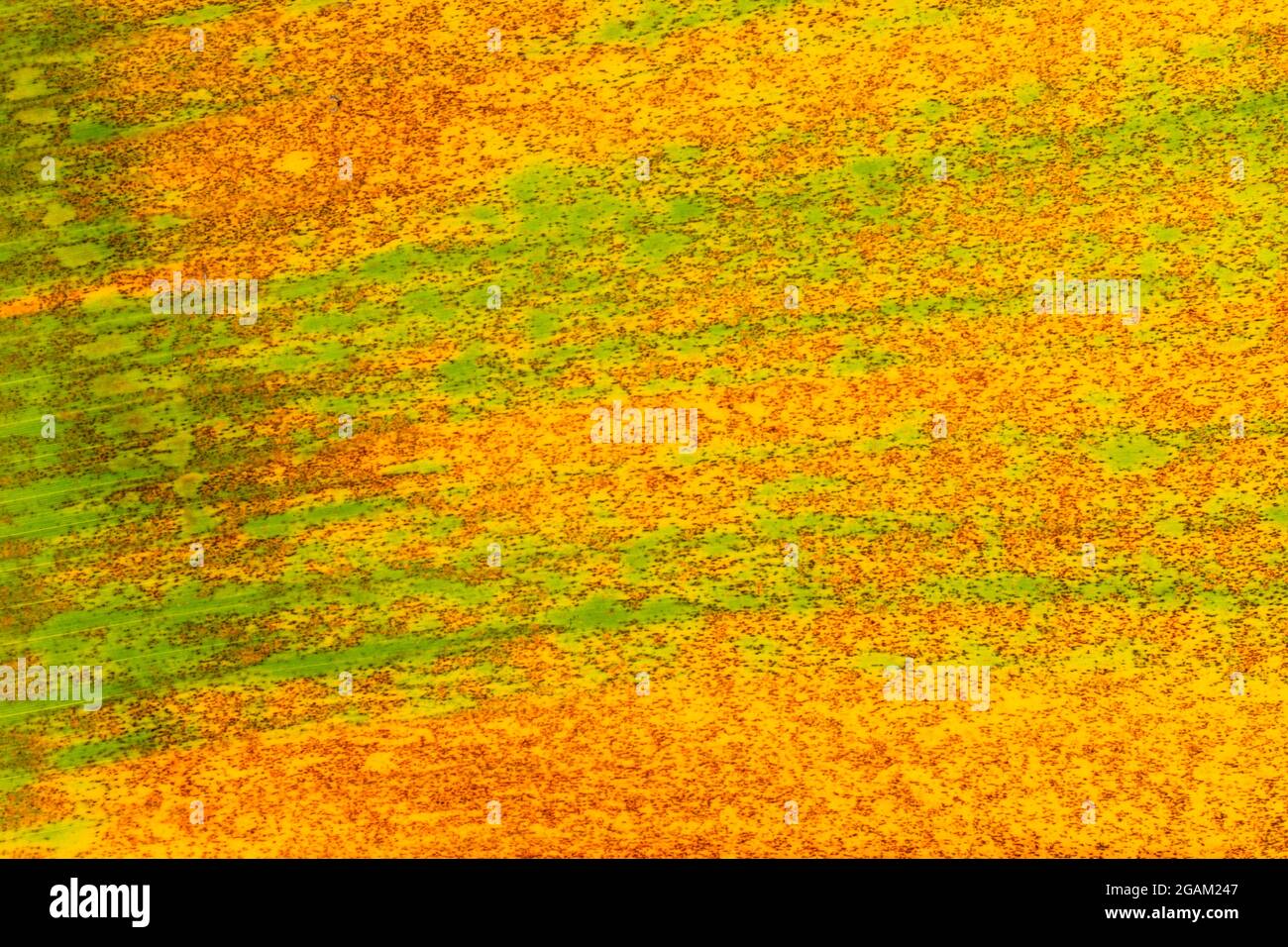 Tropical leaves foliage plant bush floral arrangement nature backdrop ...