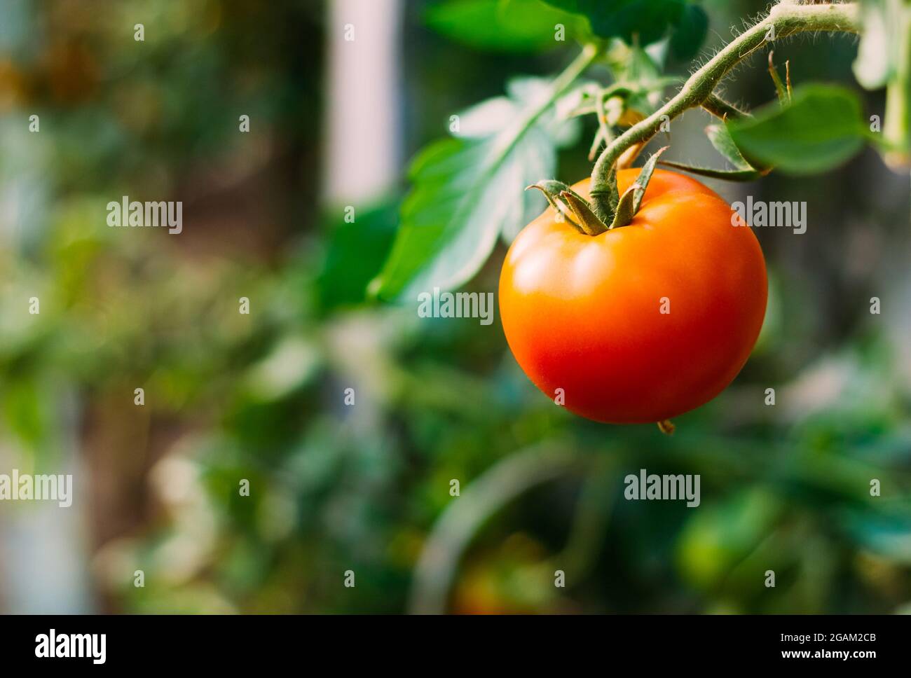 Fresh Red Tomato Stock Photo - Alamy