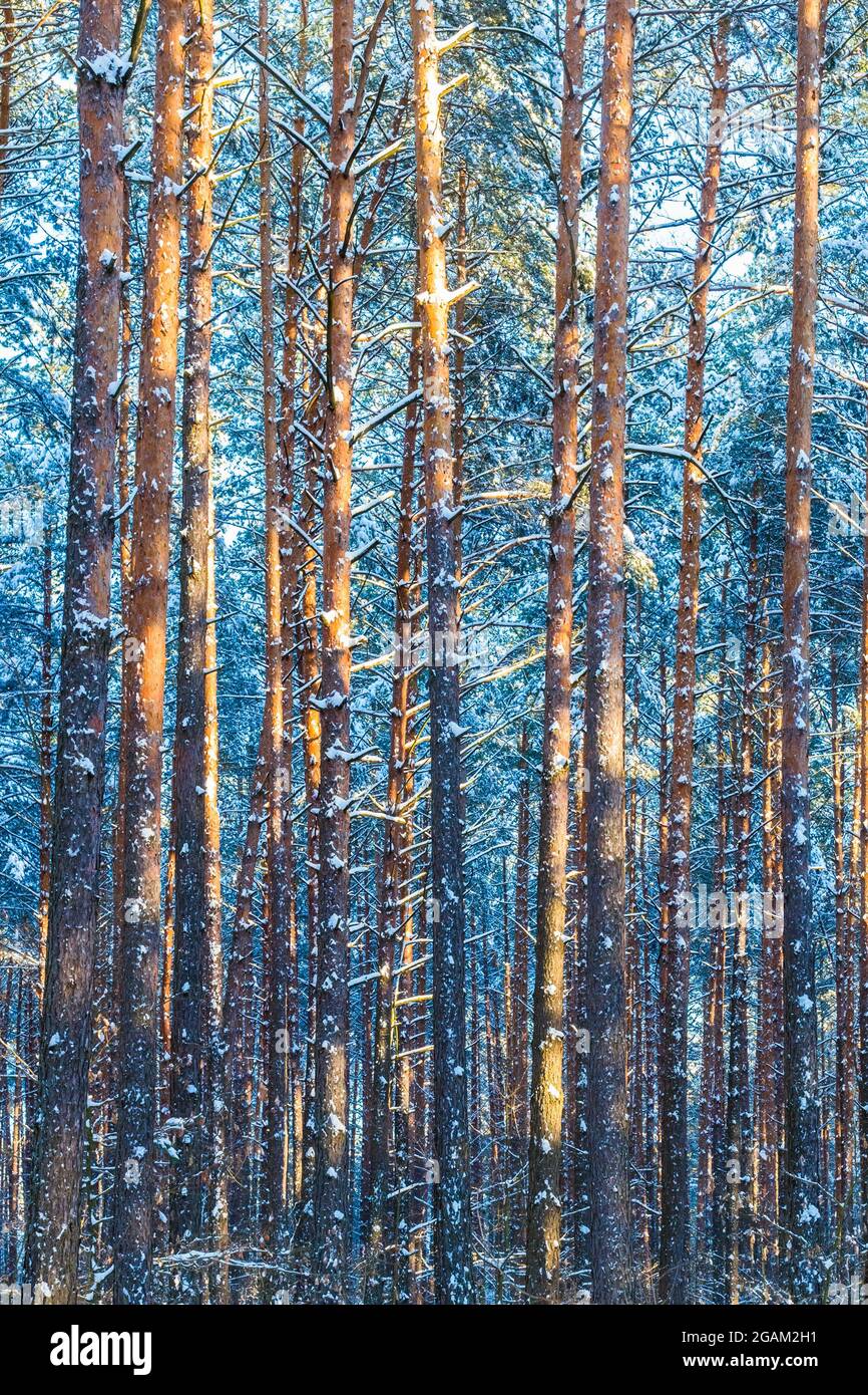 Winter Forest Trees Nature Snow Woods Stock Photo - Alamy