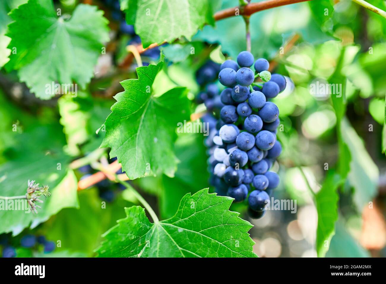 A bunch of grapes ready for picking in a vineyard, Concept of growing ...