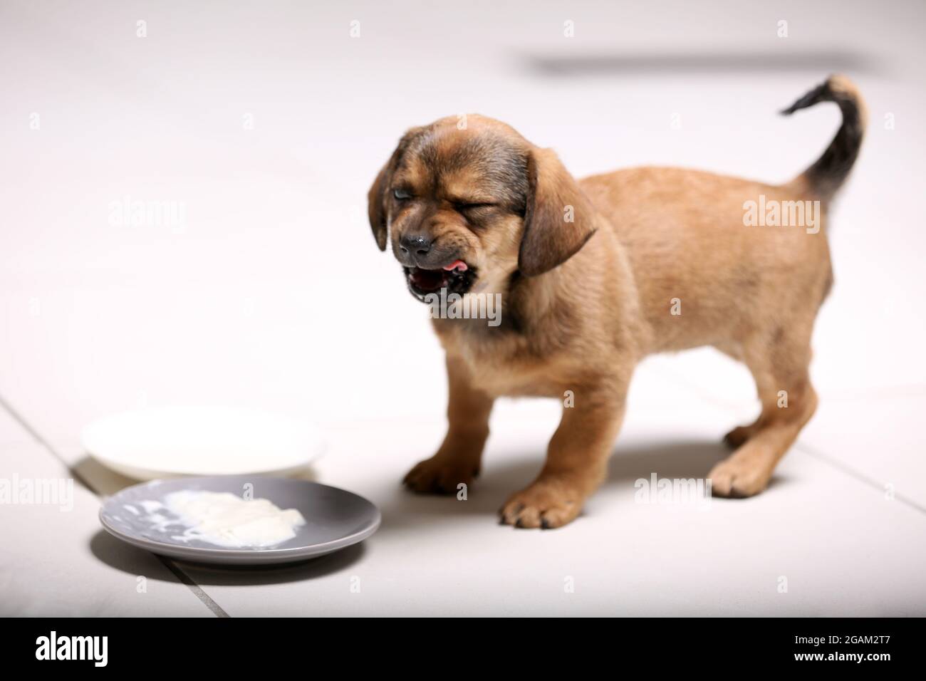 Cute puppy eating on floor at home Stock Photo - Alamy
