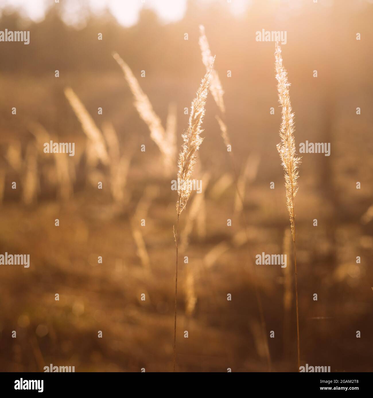 Dry Red Grass Field Meadow Stock Photo - Alamy