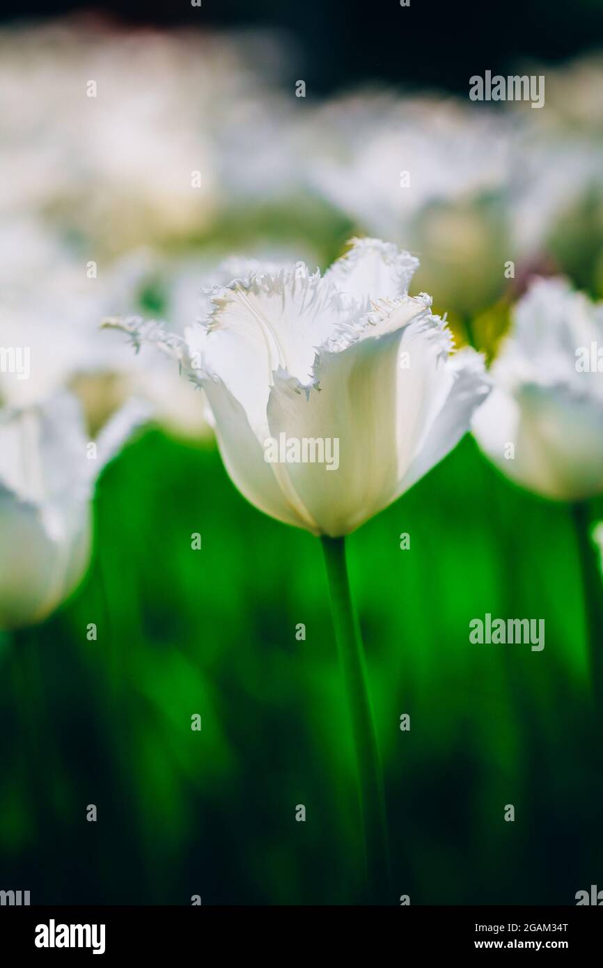 White Flowers Tulip In Spring Garden Stock Photo - Alamy
