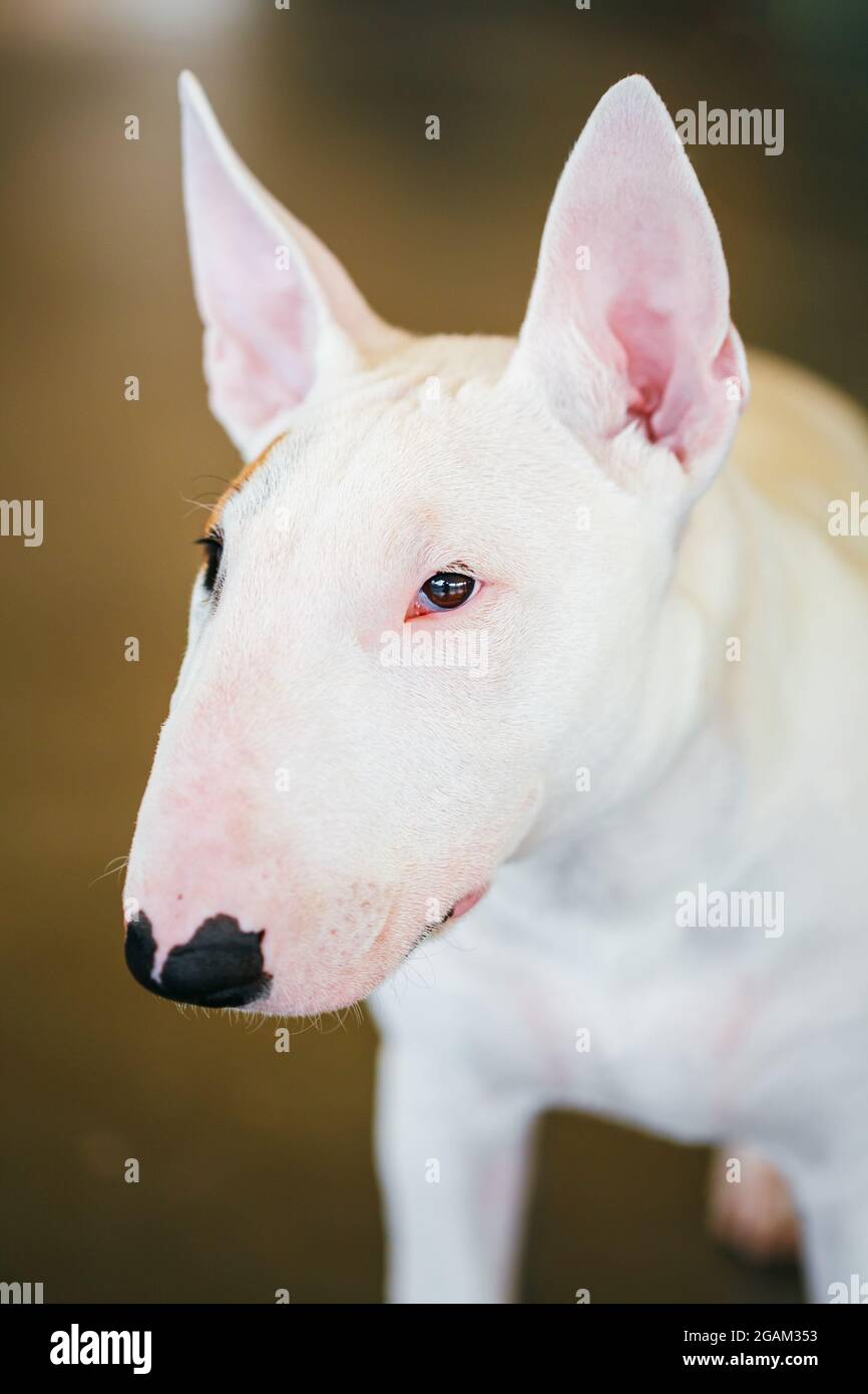 Close Up Pet White Bullterrier Dog Stock Photo - Alamy