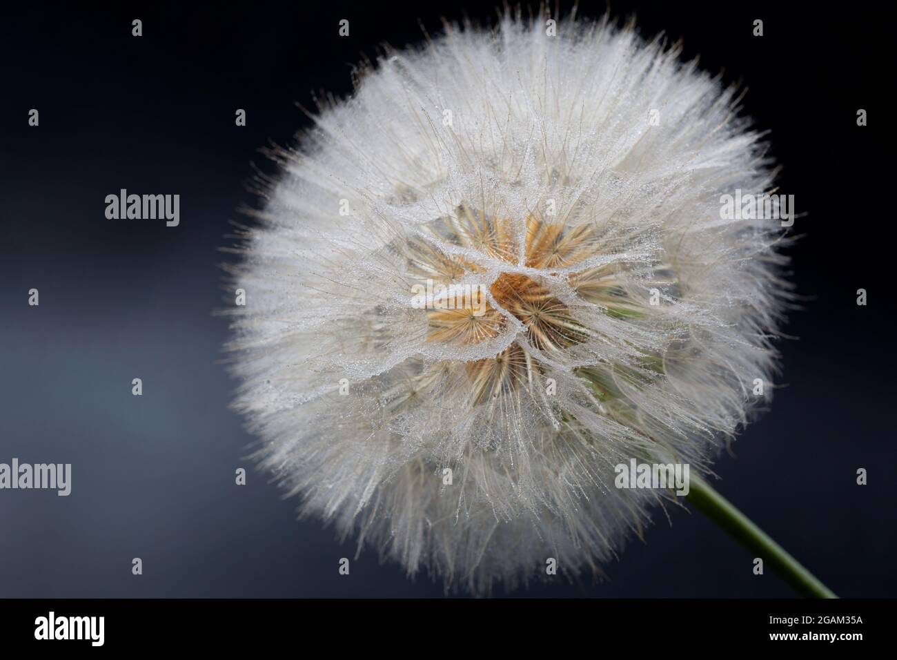Dandelion with drops close-up macro photo on a black background. The ...