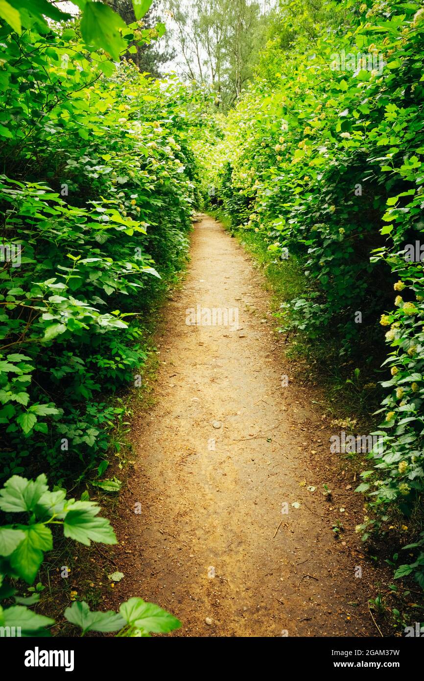 Beautiful Alley In Park. Garden Landscaping Design Stock Photo - Alamy