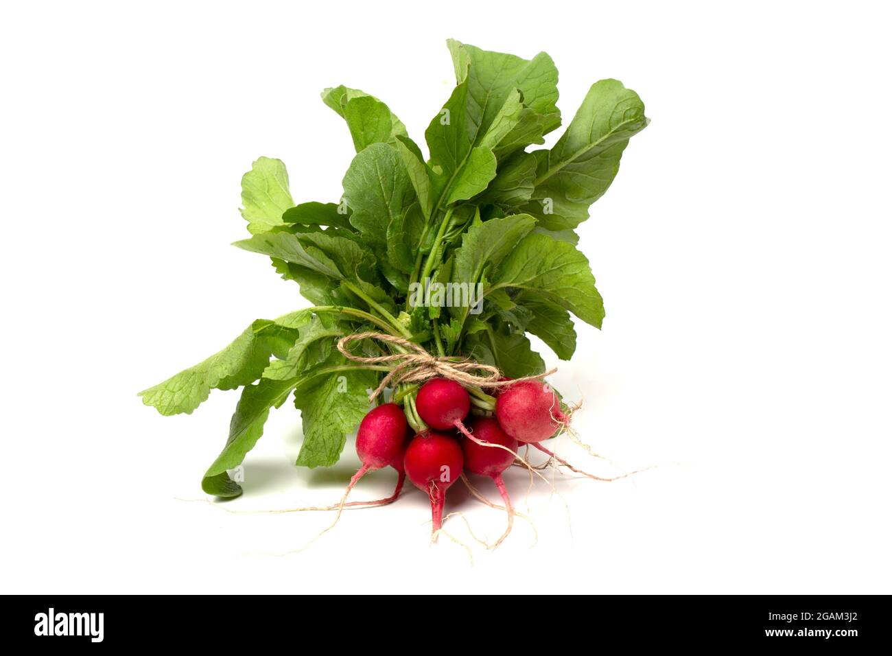 A bunch of fresh pink radishes for salad isolated on a white background ...