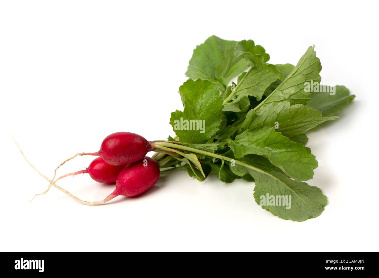 A bunch of fresh pink radishes for salad isolated on a white background ...