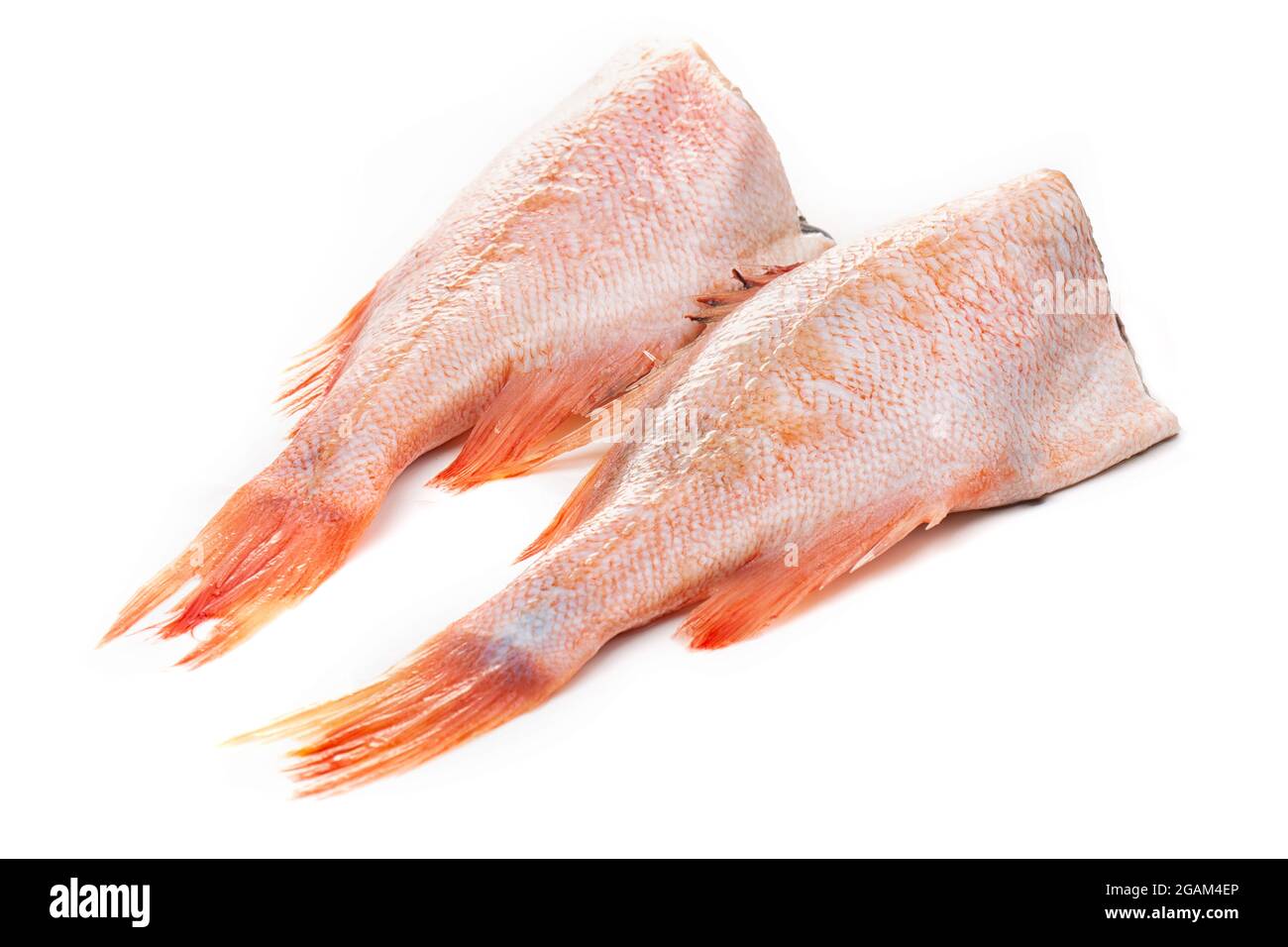 Red sea perch or big-eyed fish isolated on a white background Stock ...