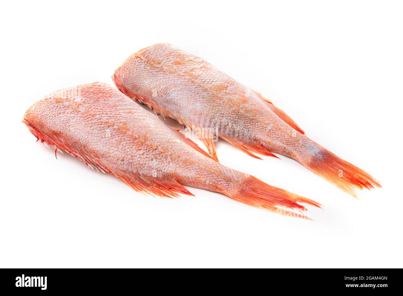 Red sea perch or big-eyed fish isolated on a white background Stock ...