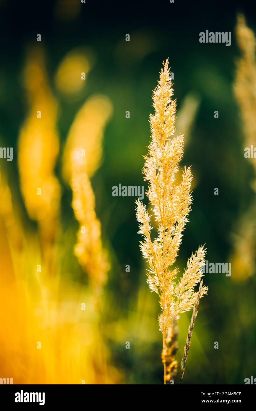 Dry Red Grass Field Meadow Stock Photo - Alamy