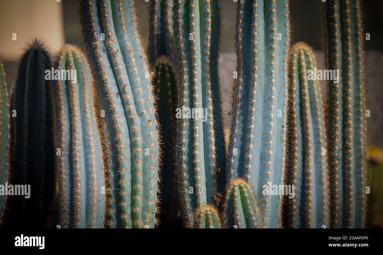 Cactus texture hi-res stock photography and images - Alamy