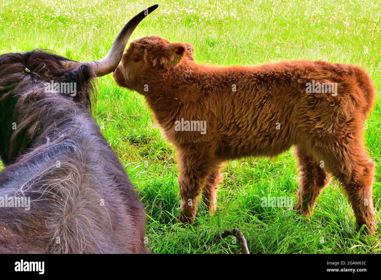 View of Pollok Park Stock Photo - Alamy