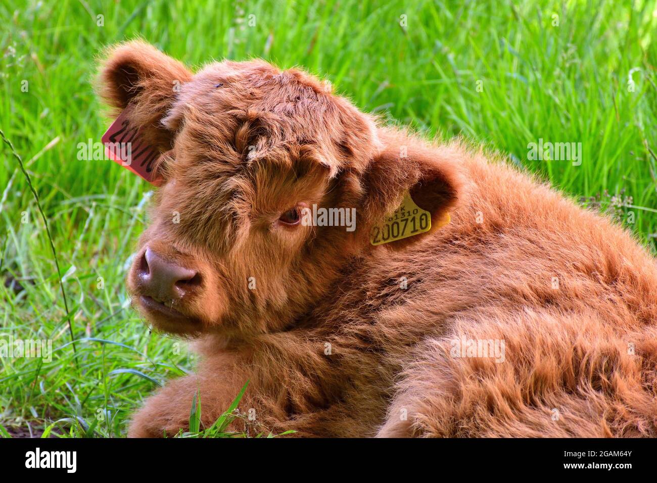 View of Pollok Park Stock Photo - Alamy