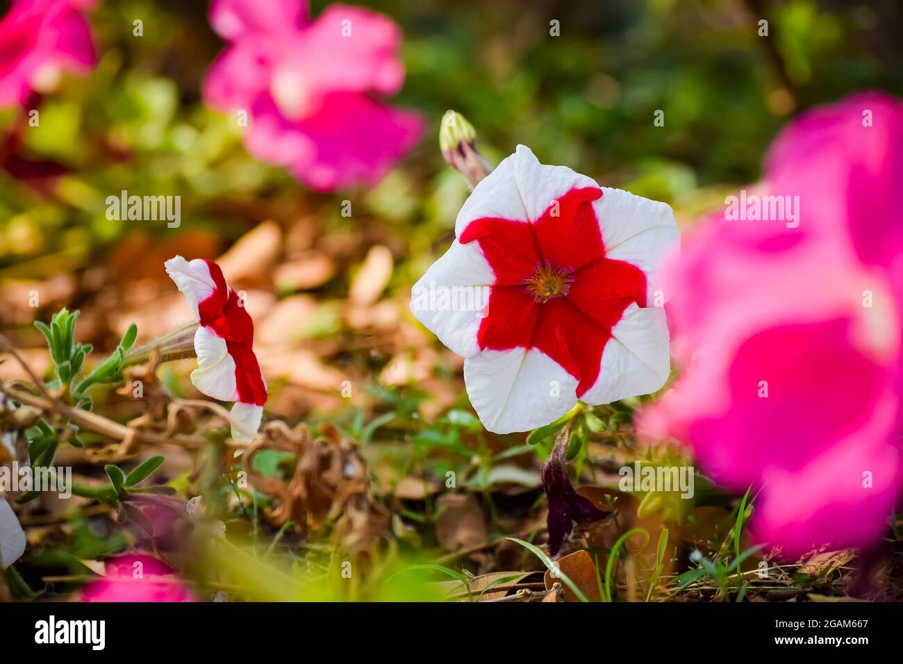 Two toned petunia flowers in red and white color from the garden during ...