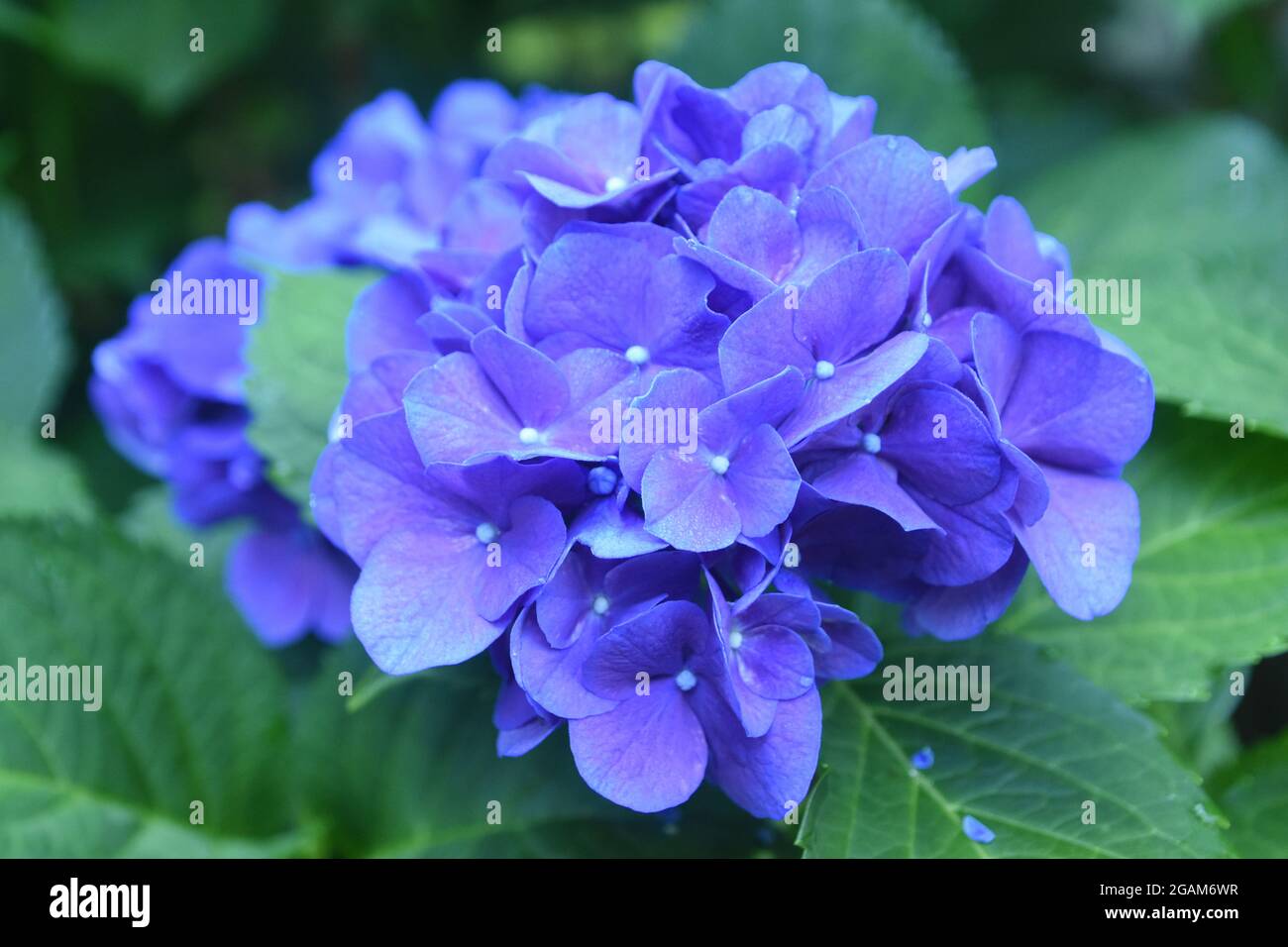 Very pretty flowering dark blue hydrangeas in bloom on a bush Stock ...