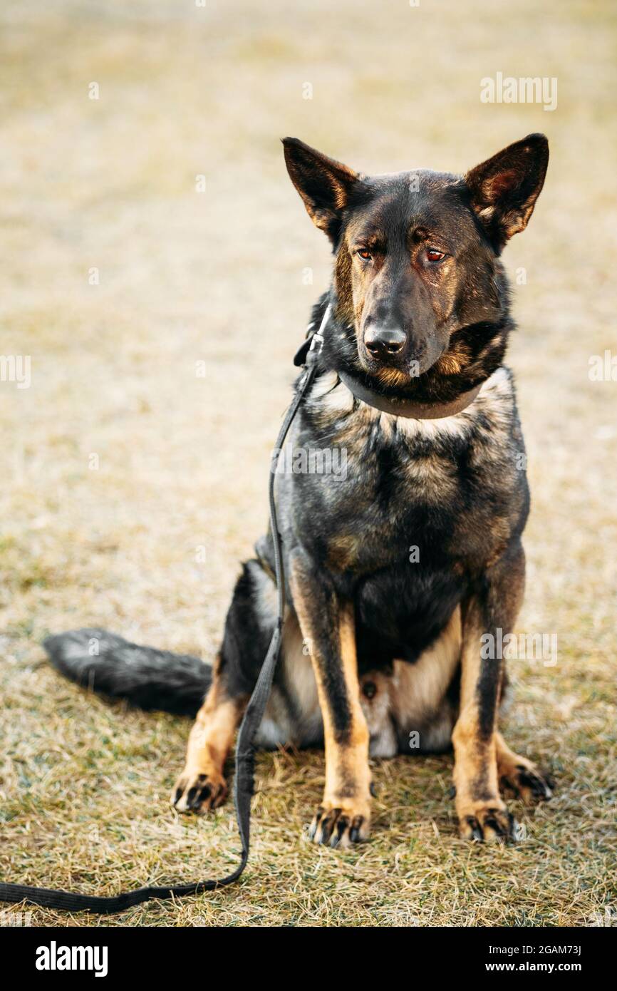 German Shepherd Dog Close Up Stock Photo - Alamy