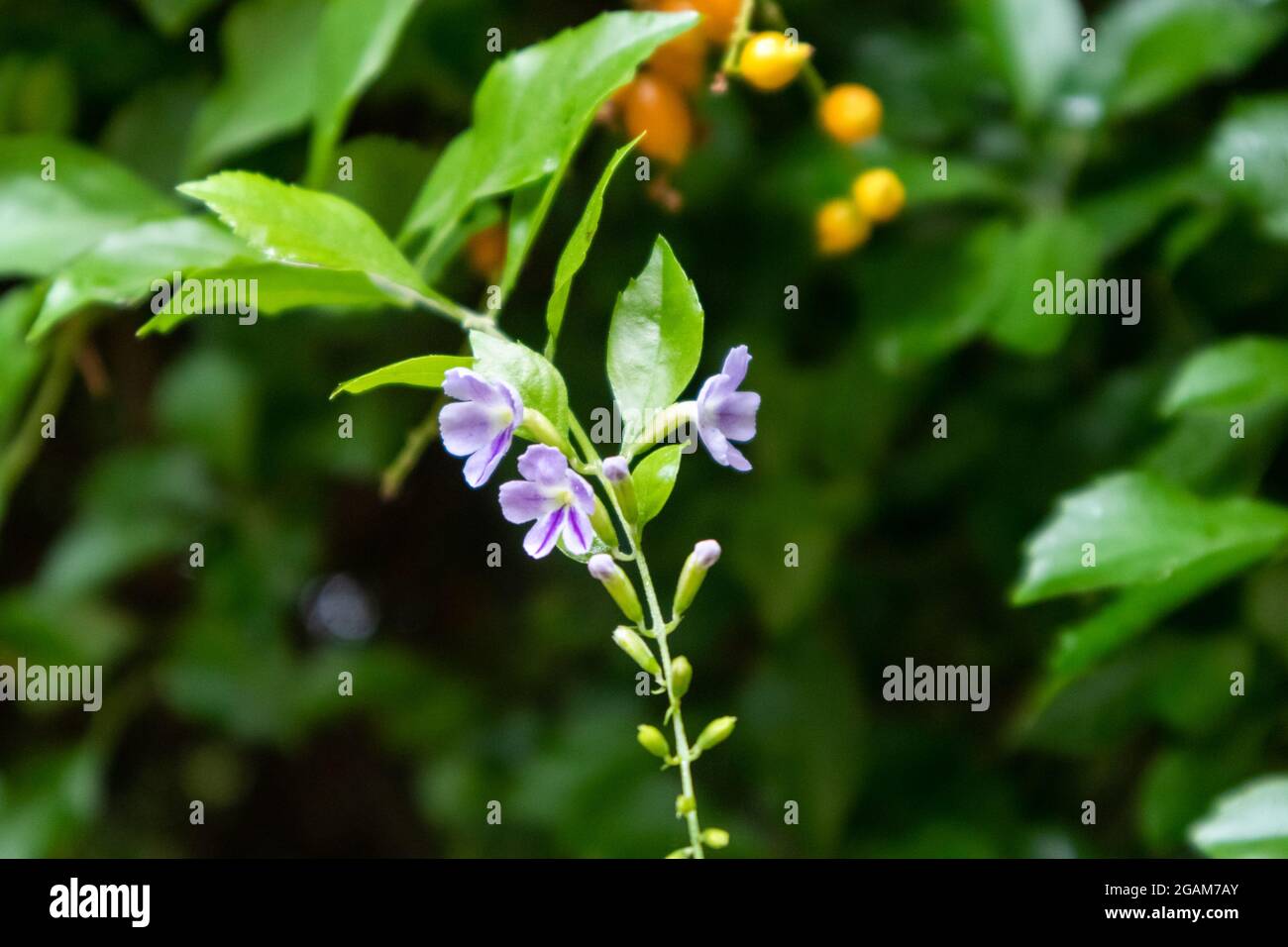 Lilac-Flowered Golden Dewdrop, Duranta. Ornamental tropical green vivid ...