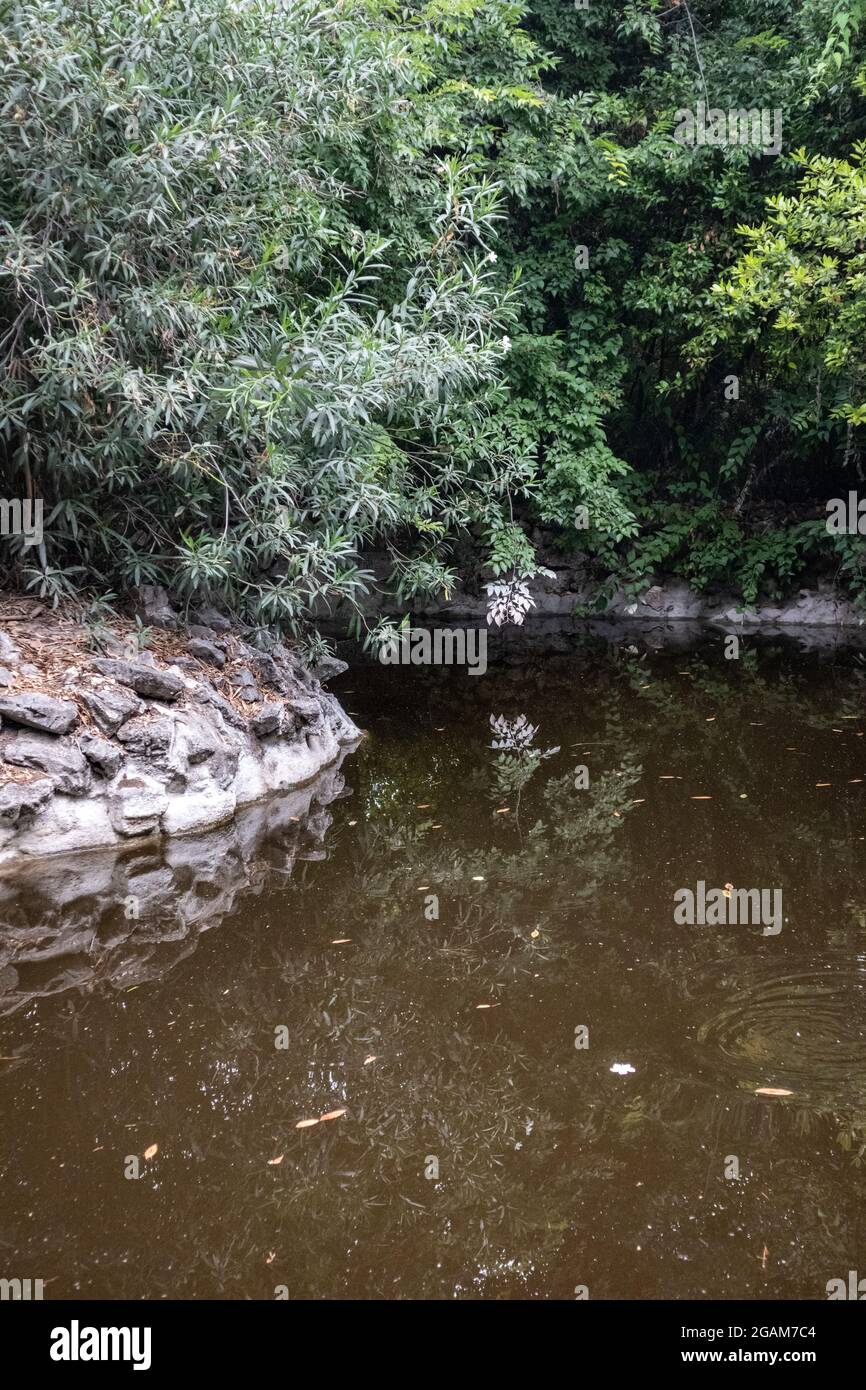 Terrapin Pond in National Garden of Athens, Greece. Vertical natural ...