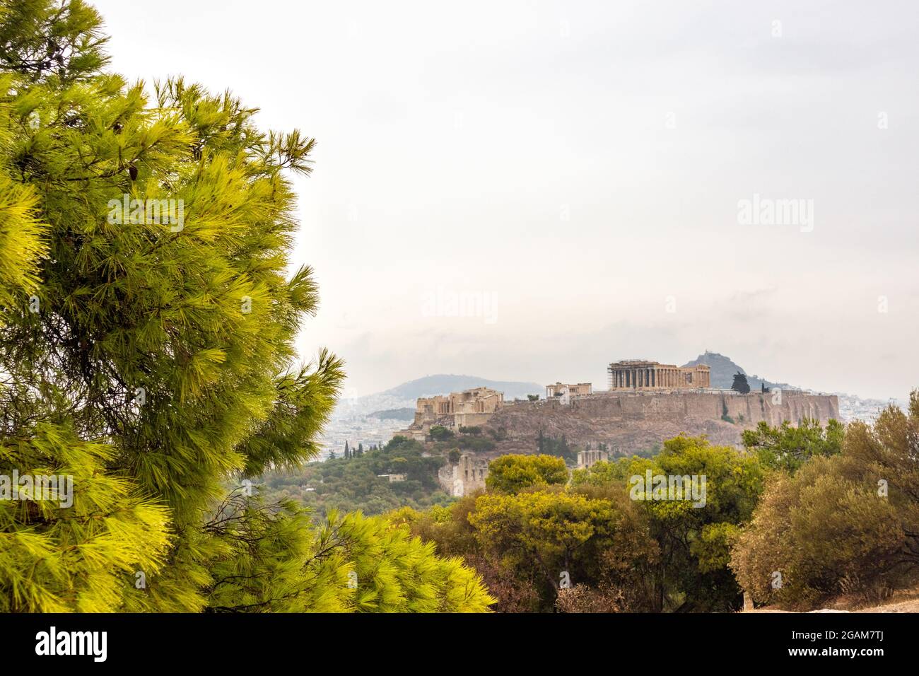 Acropolis hill (Parthenon, Propylaea, Temples, Odeon of Herodes Atticus) with big vivid pine ...