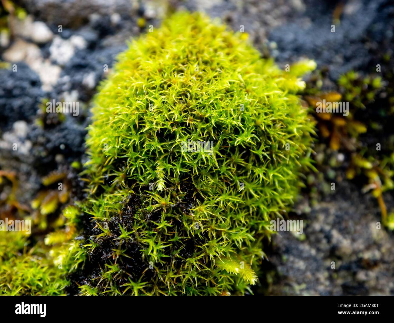Bosque de musgo macro hi-res stock photography and images - Alamy