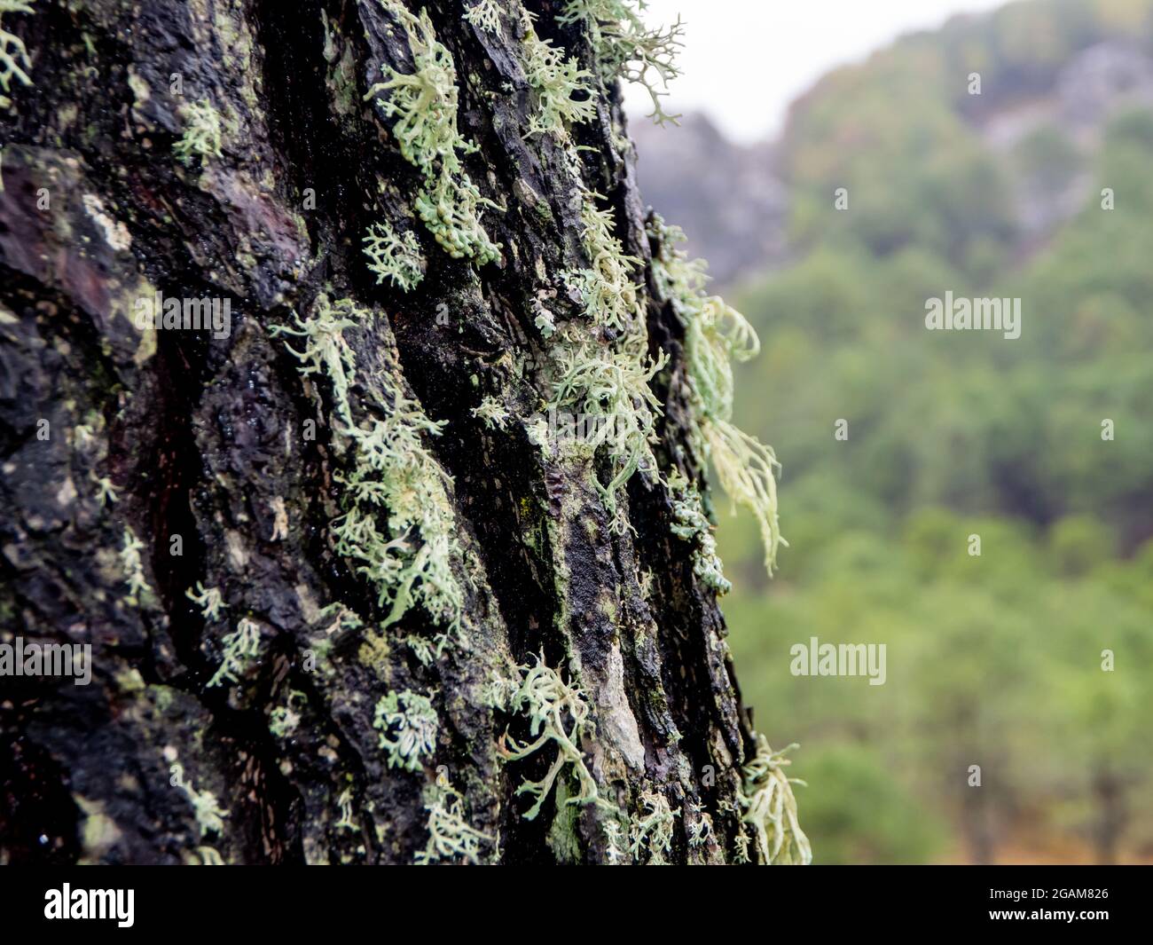 Lichen On Pine Tree Trunk High Resolution Stock Photography and Images ...