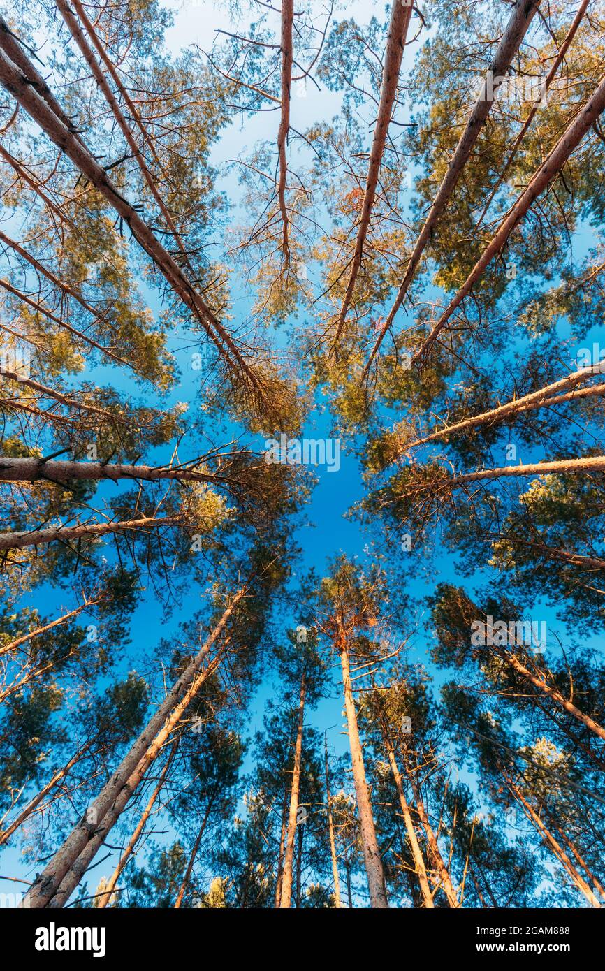 Upper Branches Of Trees In Coniferous Forest Stock Photo - Alamy