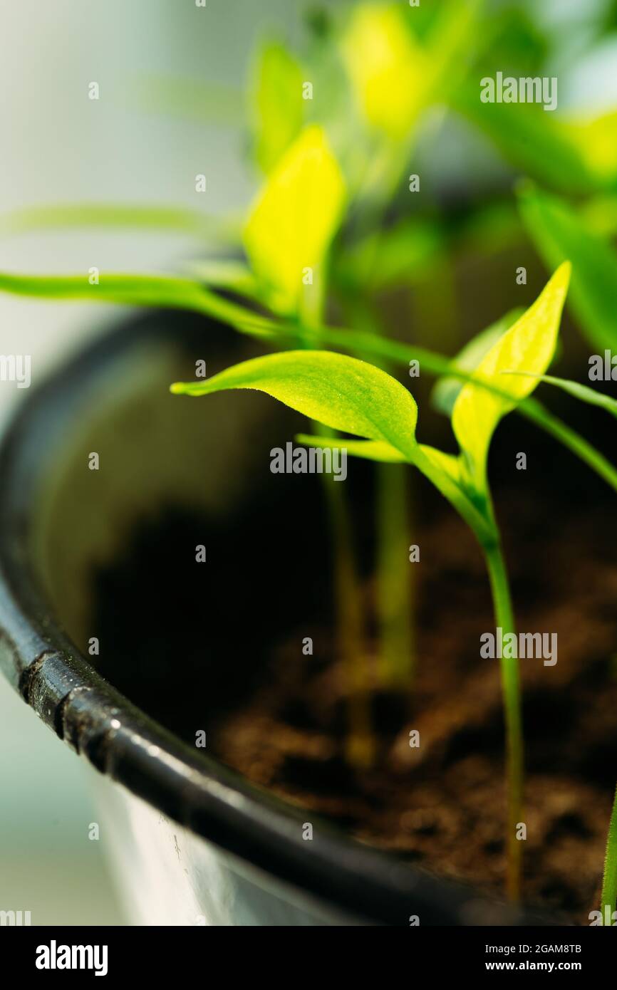 Green Sprout Growing From Seed Stock Photo - Alamy