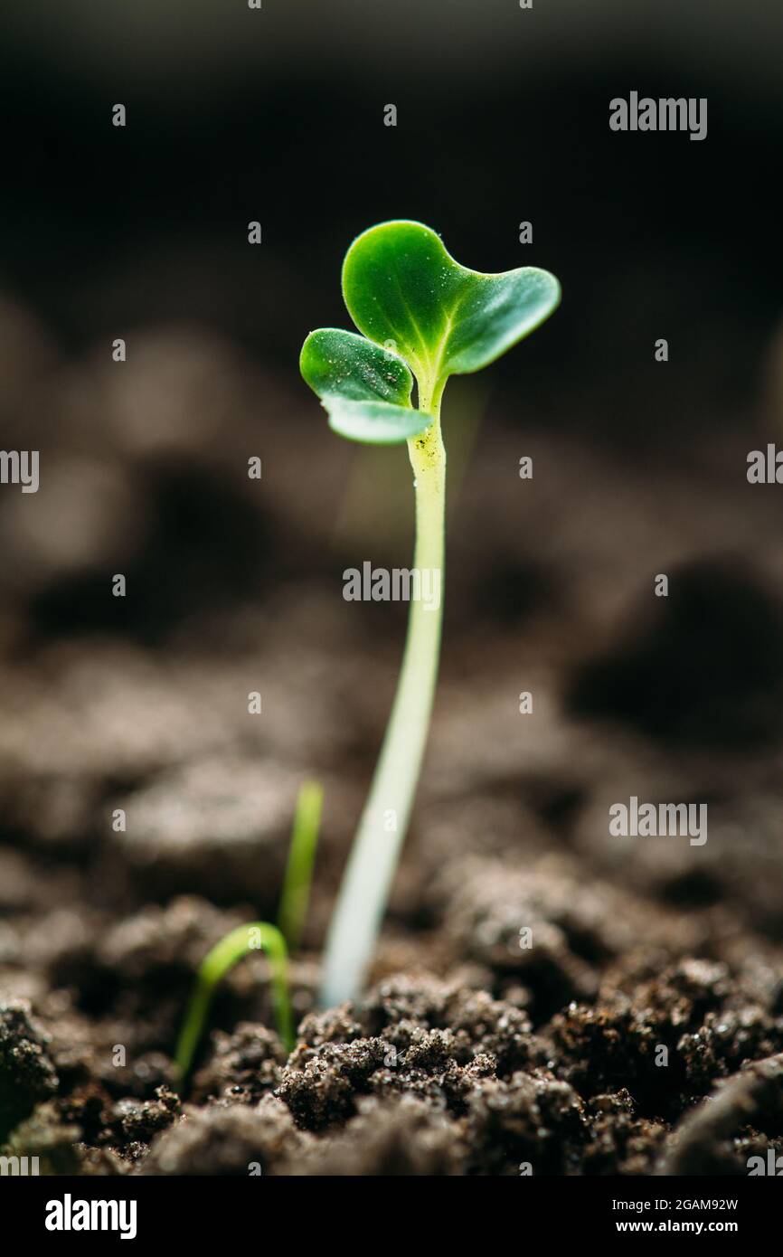 Green Sprout Growing From Seed Stock Photo - Alamy