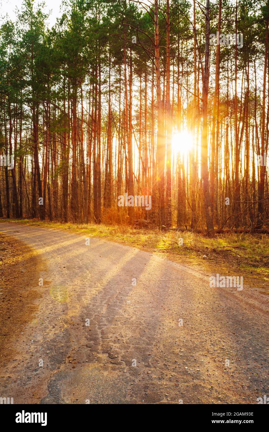 Road, path, walkway through forest. Sunset Sunrise In Autumn Coniferous ...
