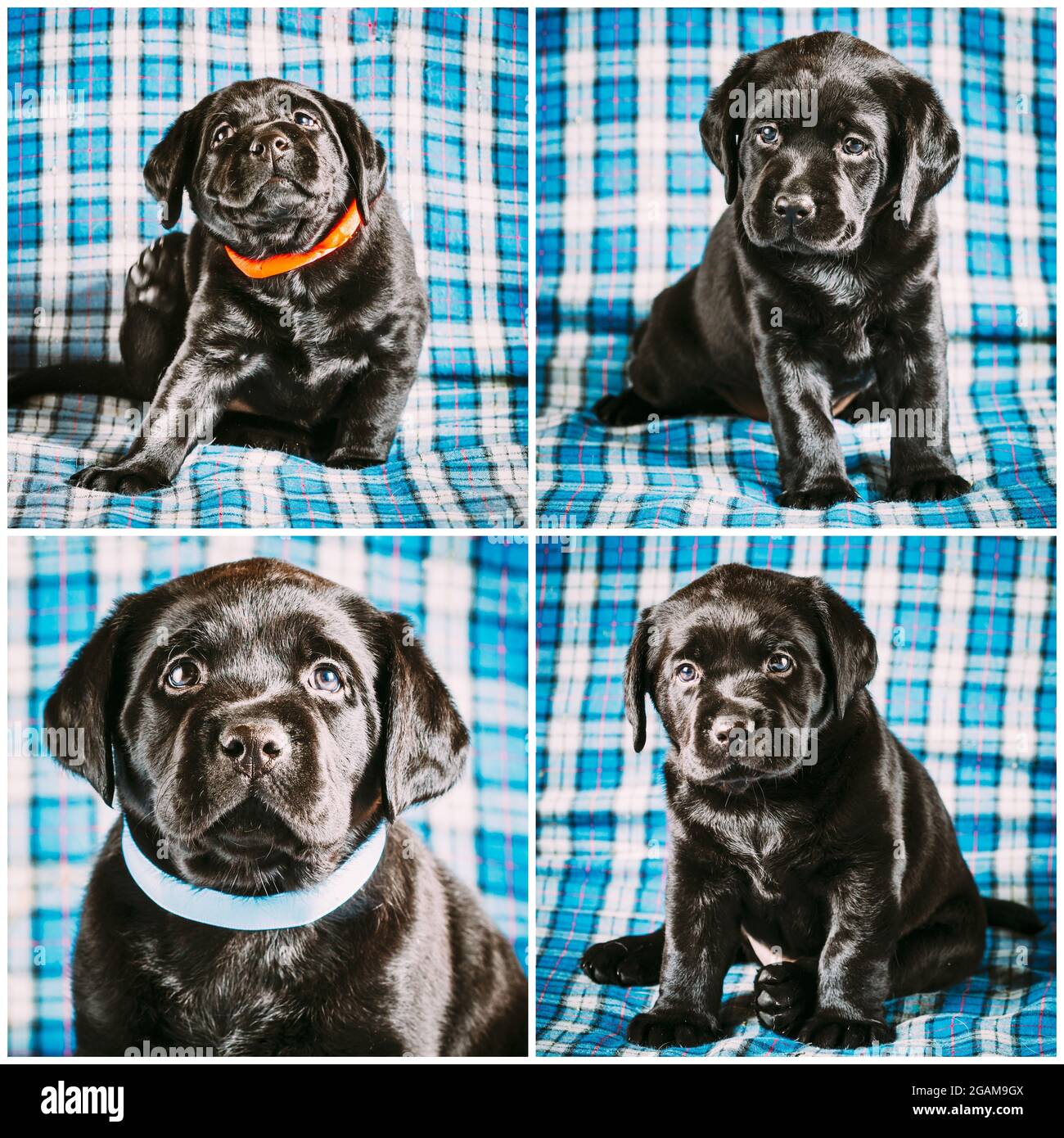 Set Collage Beautiful Black Labrador Puppy Dog Sitting On Blue Plaid ...