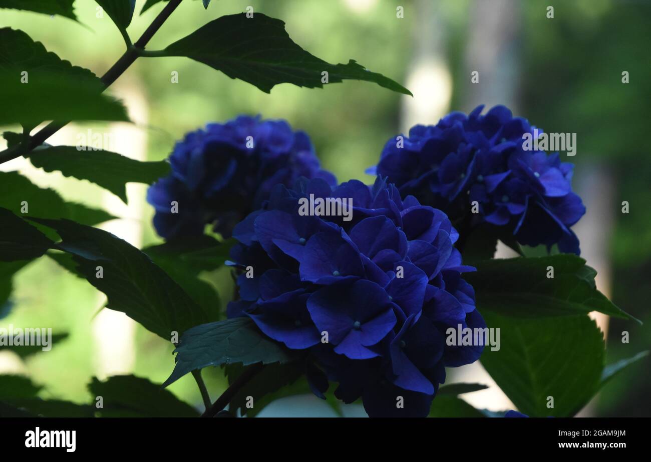 Deep dark blue cluster of blooming and flowering hydrangeas on a bush ...
