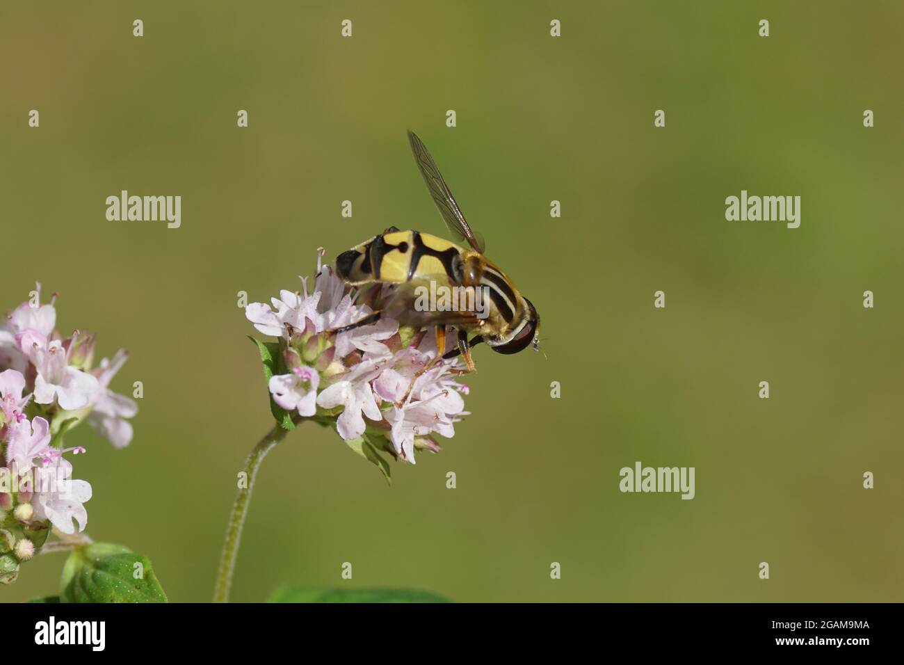 Sun fly, Helophilus trivittatus, family hoverflies (Syrphidae). On ...
