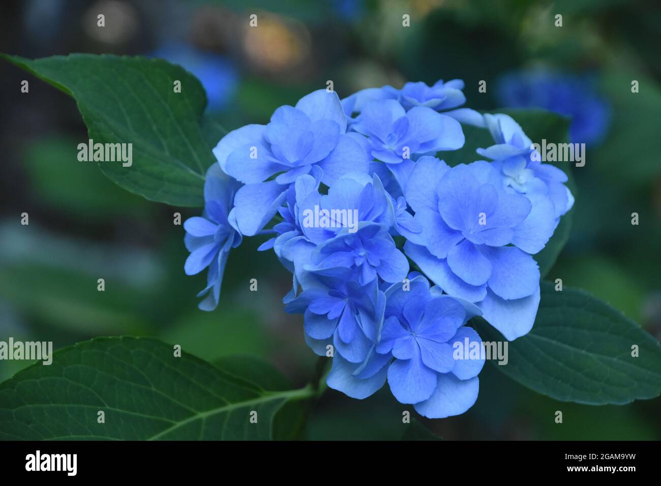 Light blue hydrangea bush blooming and flowering in the summer time ...