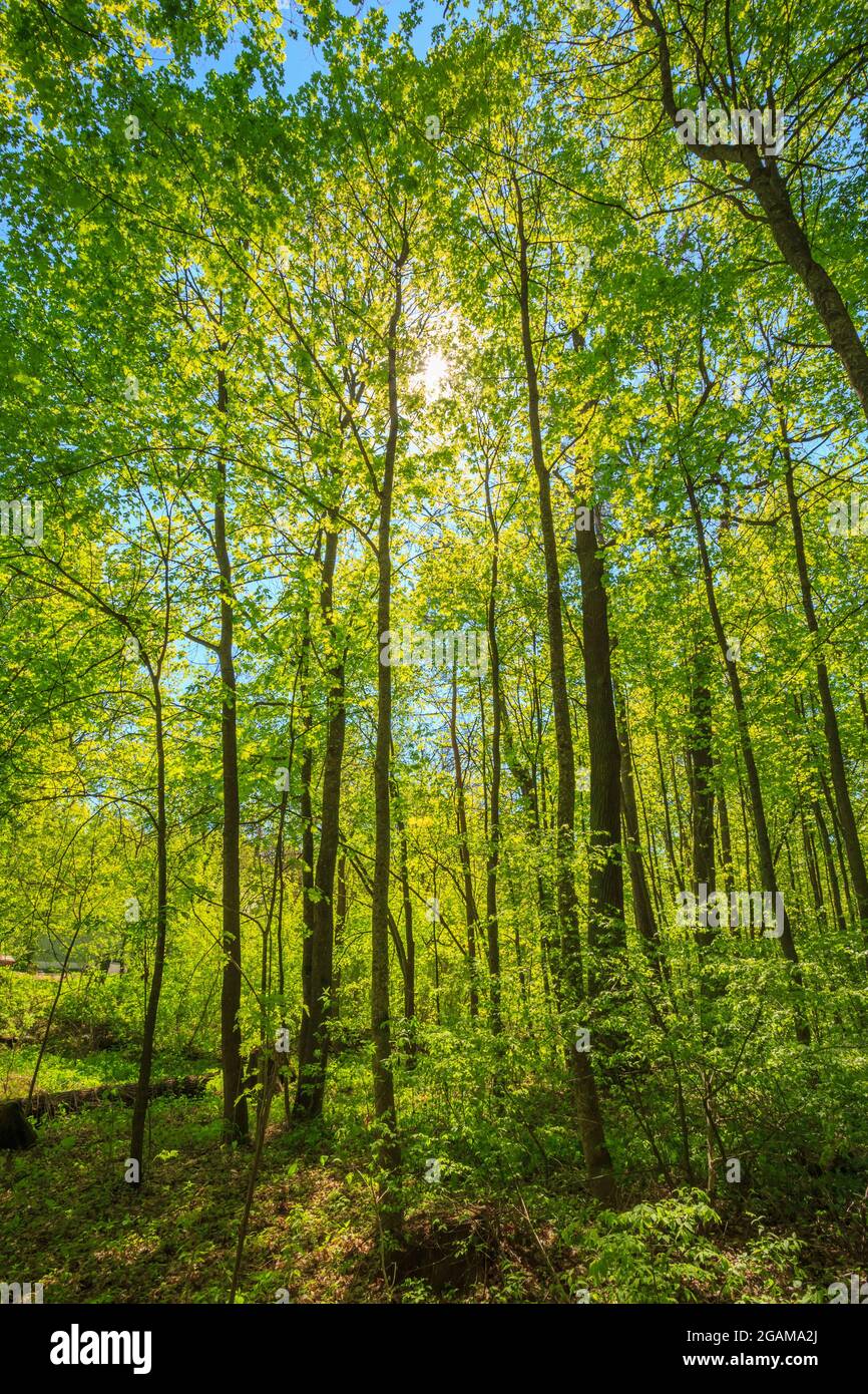 Spring Sun Shining Through Canopy Of Tall Trees. Upper Branches Of Tree ...