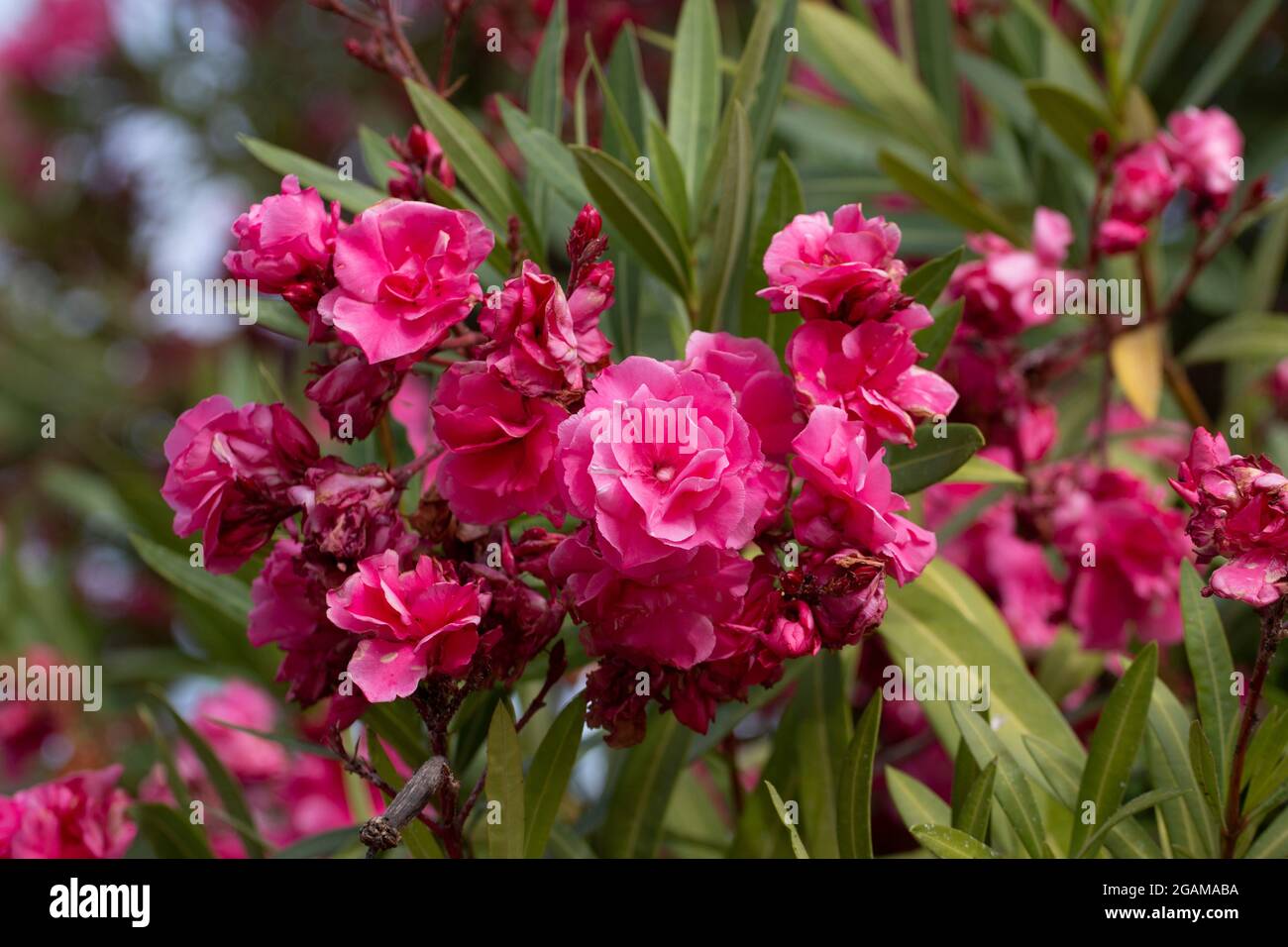 Close up view of Oleander Flowers (Nerium oleander Stock Photo - Alamy