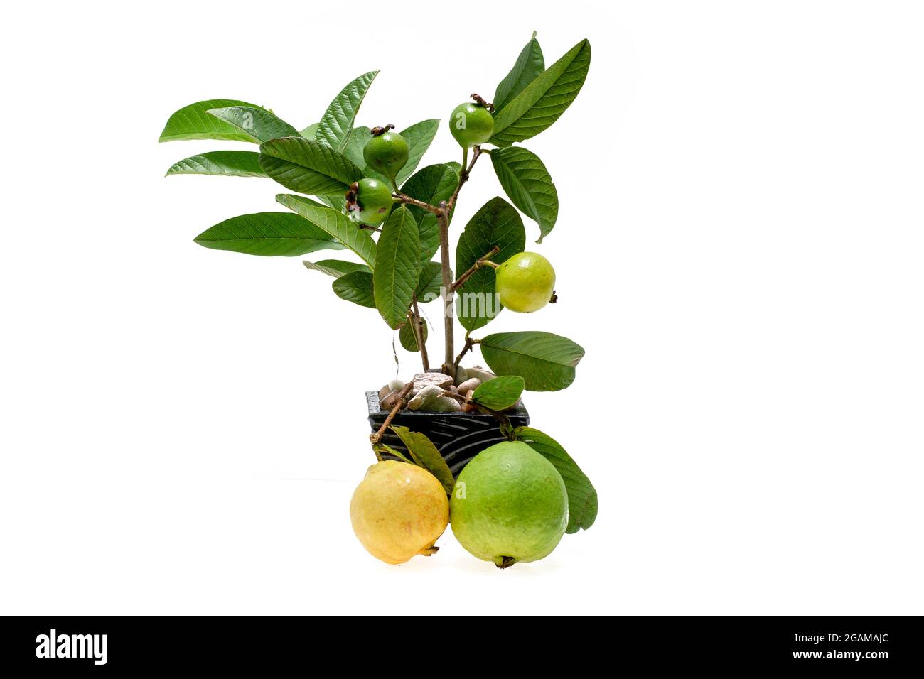 Guava plant in pot on white background Stock Photo - Alamy