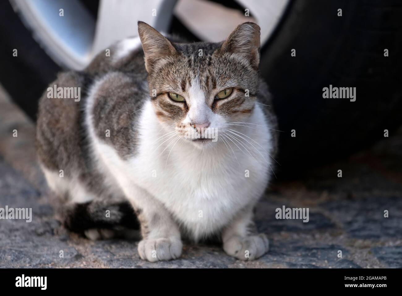 Cute Urban cat on the streets relaxing Stock Photo - Alamy
