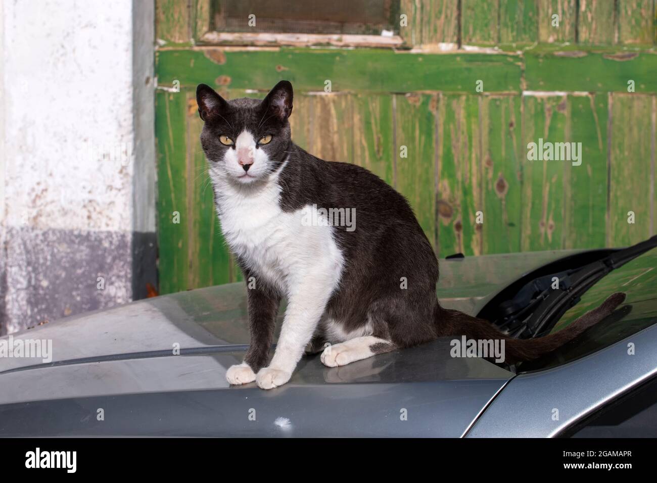 Cute Urban cat on the streets relaxing Stock Photo - Alamy