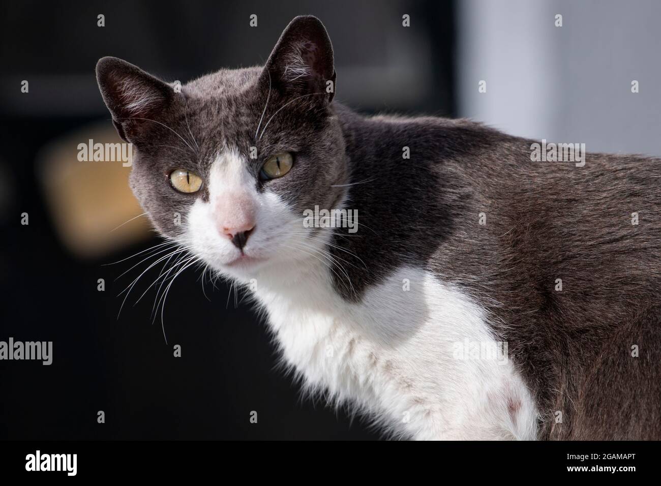 Cute Urban cat on the streets relaxing Stock Photo - Alamy