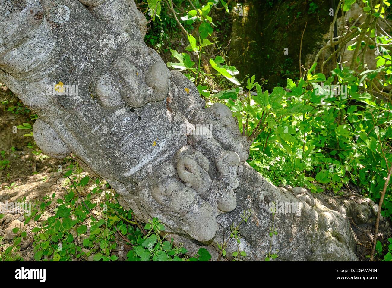 Red fruit fig tree hi-res stock photography and images - Alamy