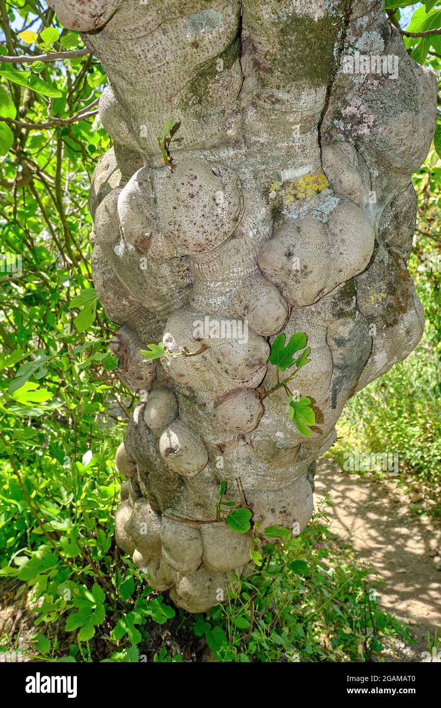 Red fruit fig tree hi-res stock photography and images - Alamy