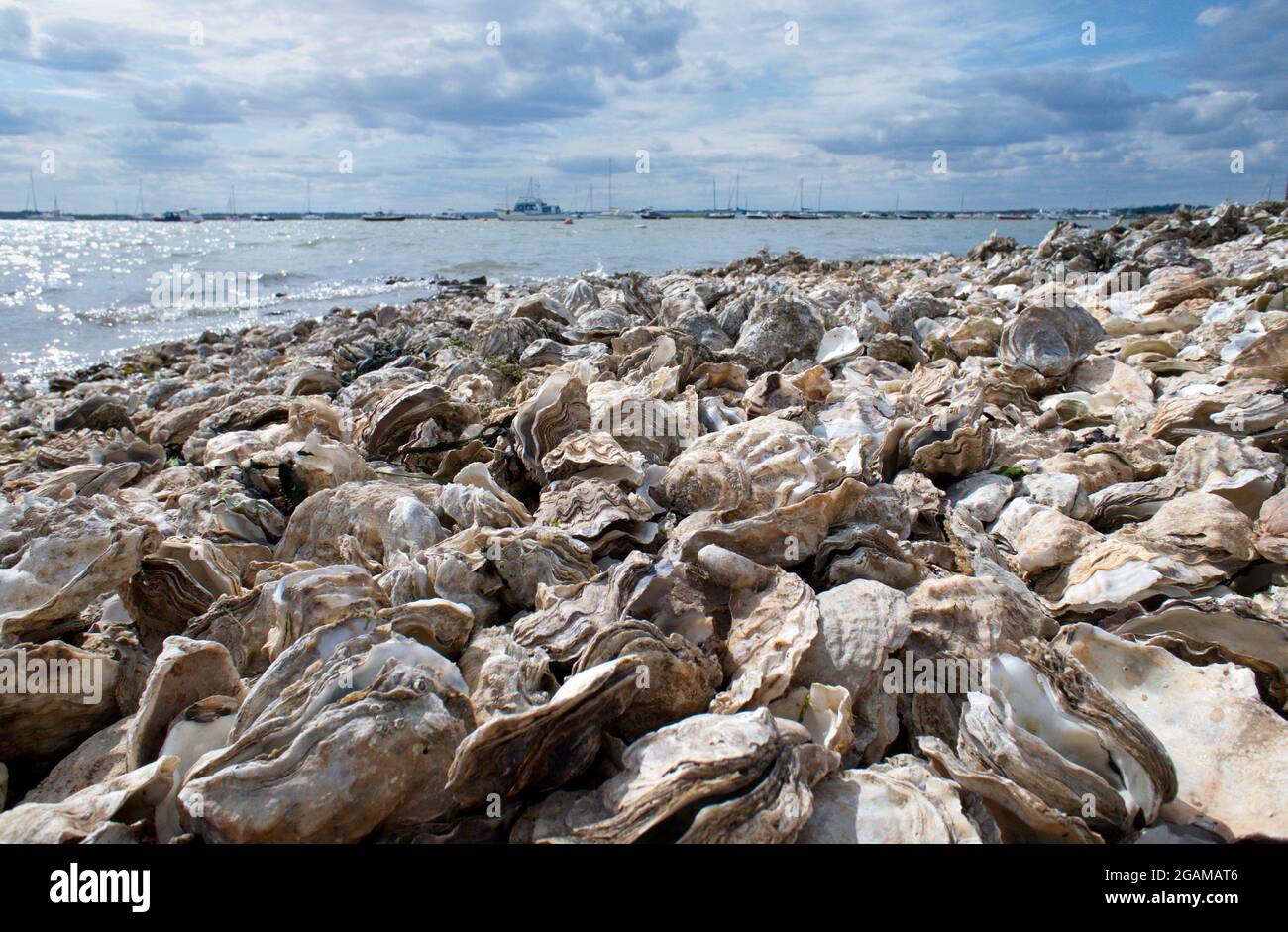 Oysters on beach hi-res stock photography and images - Alamy