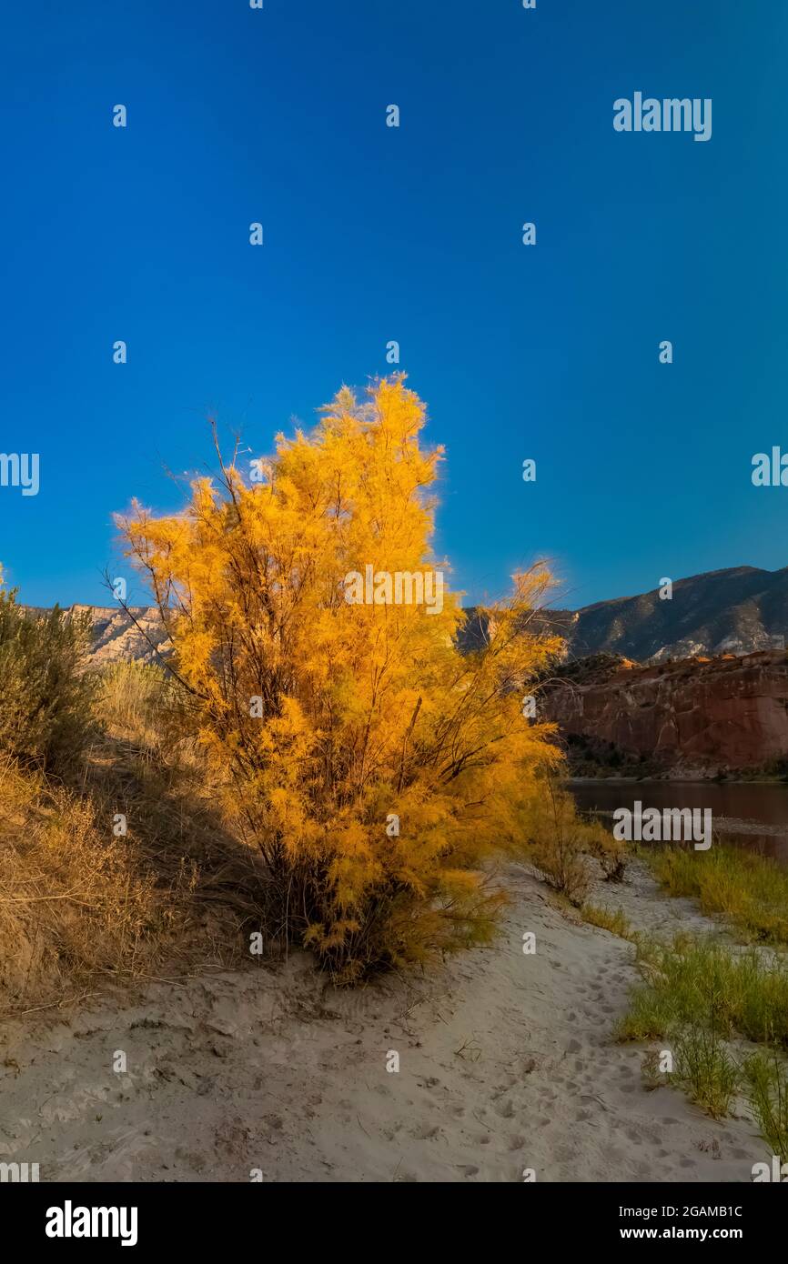 Invasive Tamarisk, Tamarix ramosissima, growing in Island Park and ...