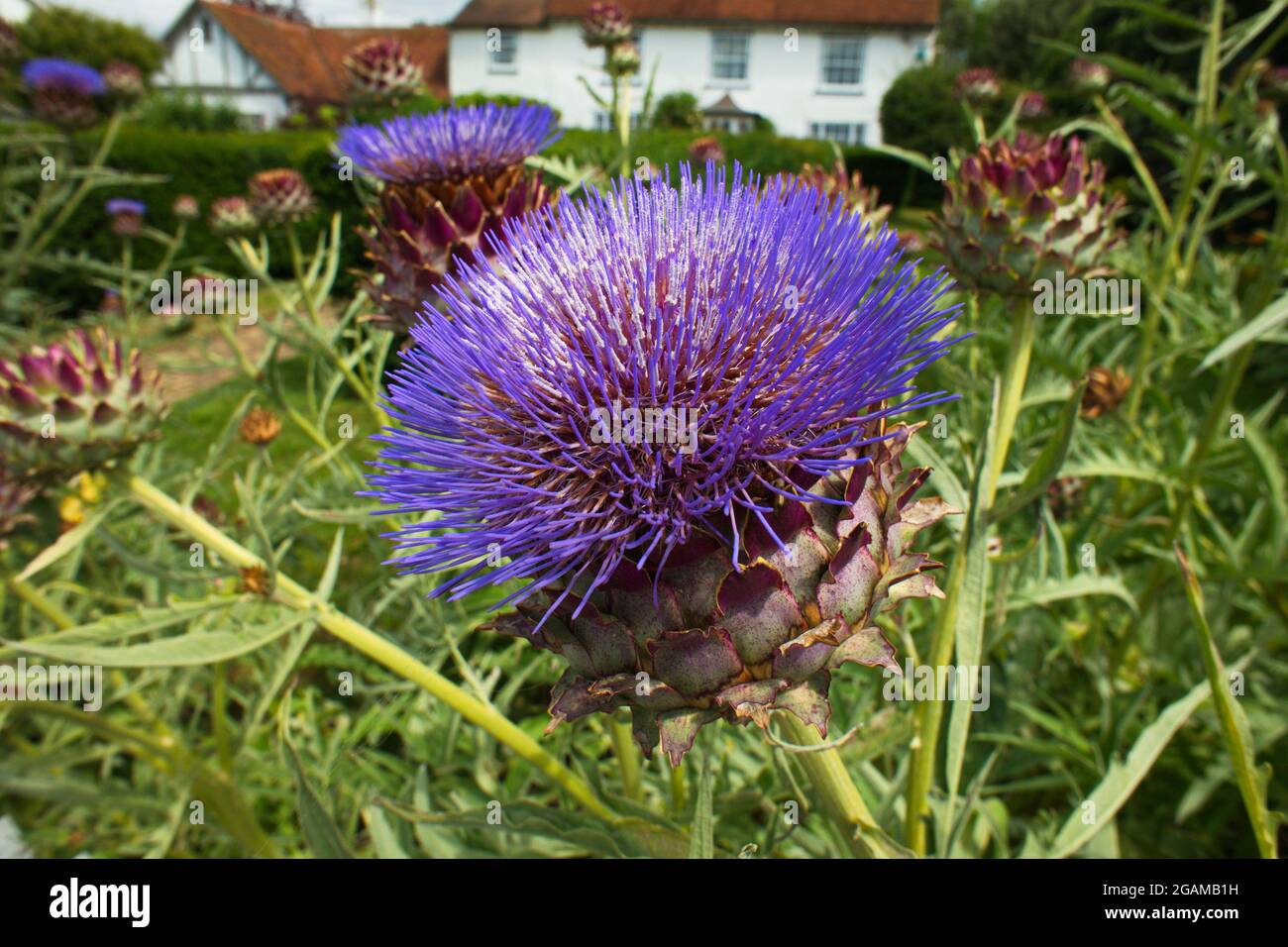 Beautiful Thistle in an English cottage garden Stock Photo - Alamy