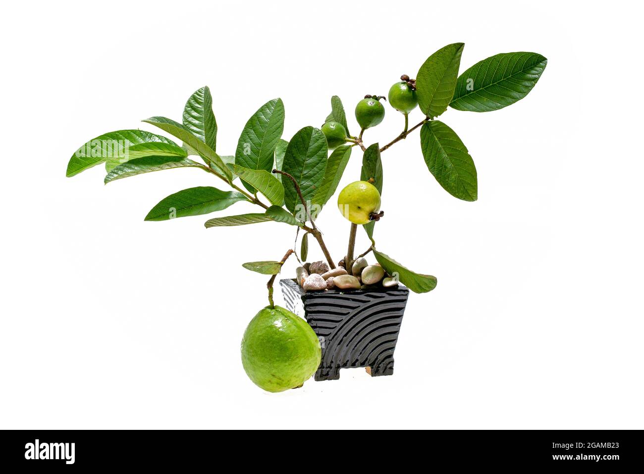 Guava plant hi-res stock photography and images - Alamy