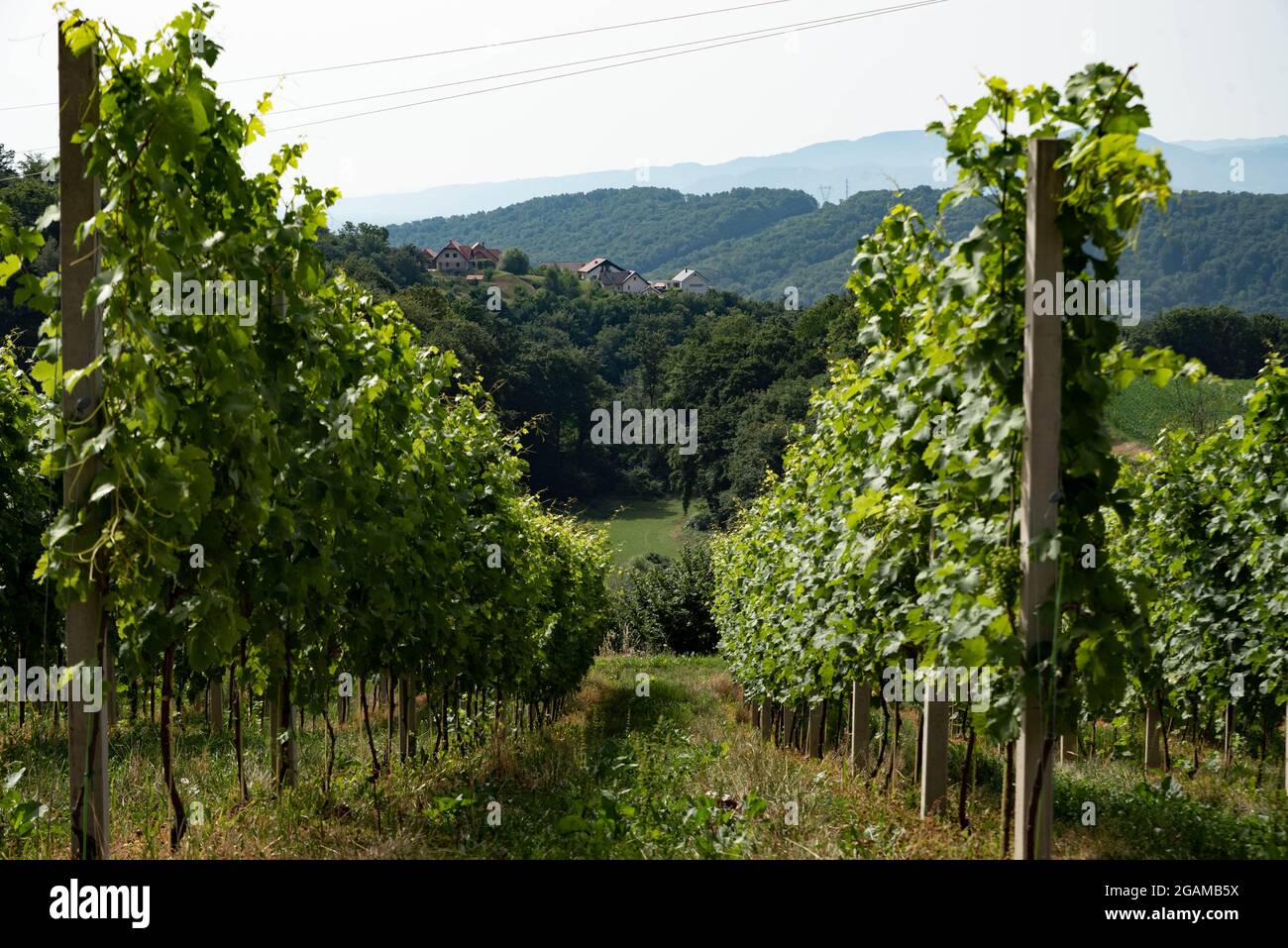 Plantation of grape-bearing vines. Grape bushes in the orchard. Green ...