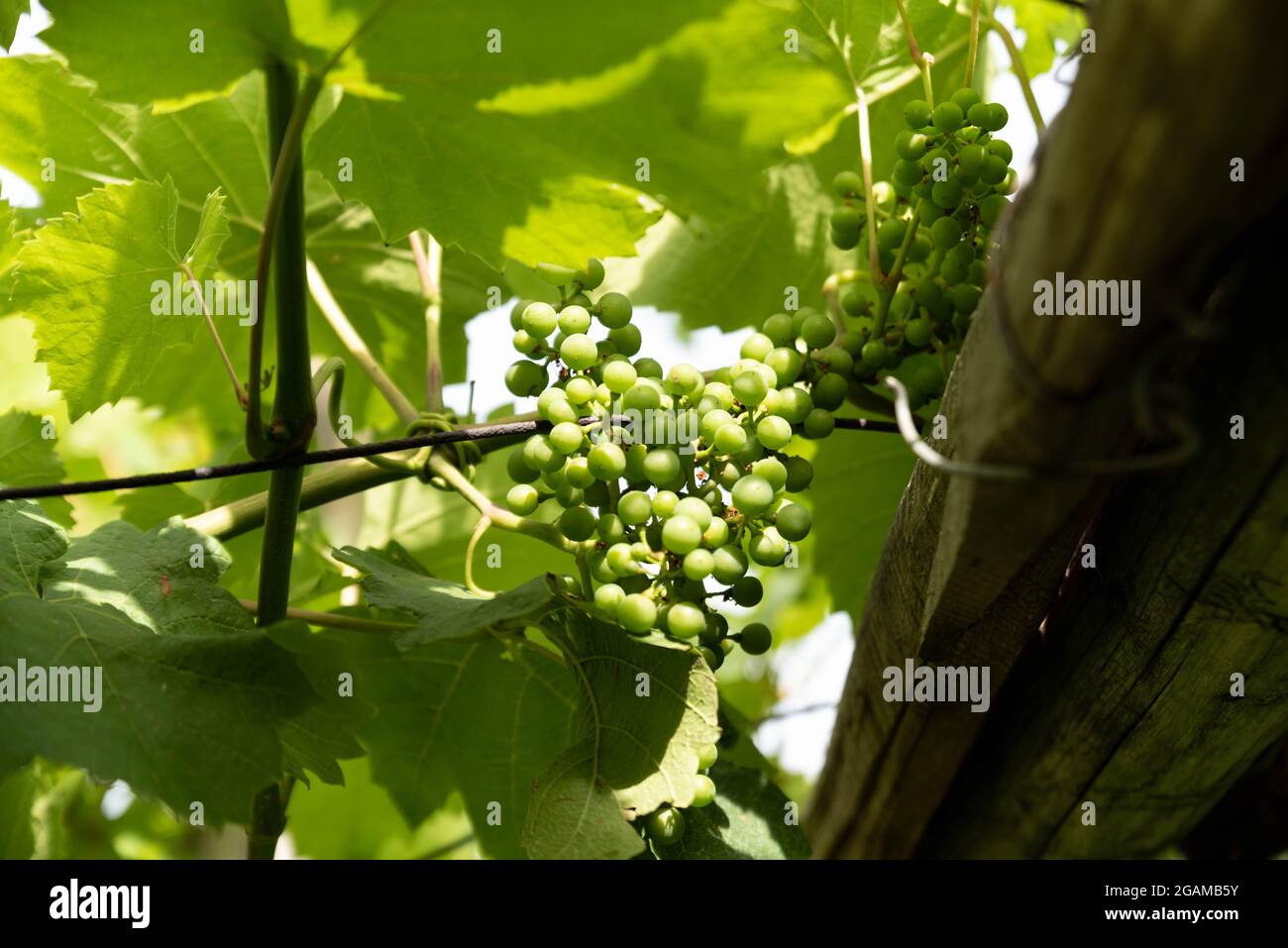 Plantation of grape-bearing vines. Grape bushes in the orchard. Green ...